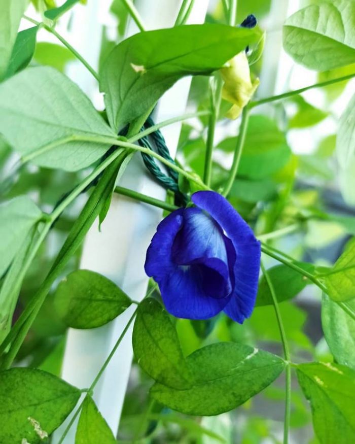 Khasiat Manfaat BUNGA TELANG untuk kesihatan bagus diamalkan